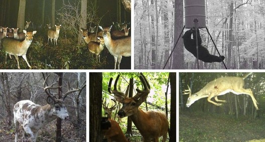 18 Unforgettable Trail Camera Photos - Wide Open Spaces