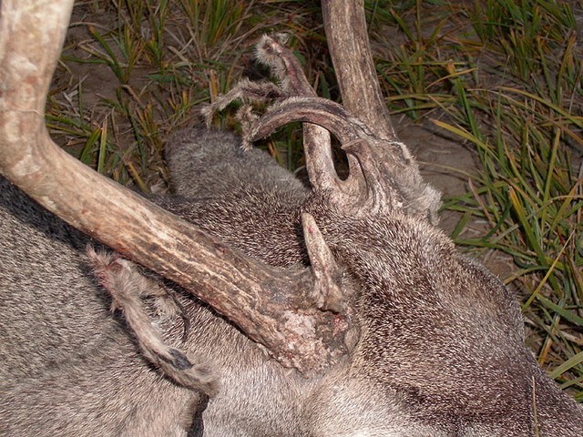 The 10 Freakiest Deer Racks Your Spouse Would Never Let You Hang on the ...