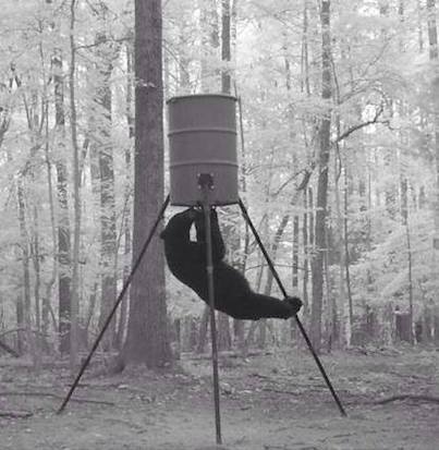 18 Unforgettable Trail Camera Photos - Wide Open Spaces