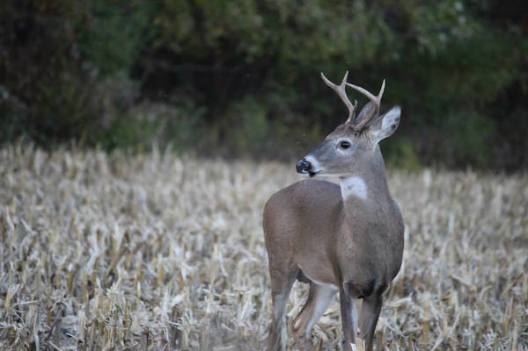 25 Pieces of Deer Hunting Advice You Wish You Knew Years Ago - Wide ...
