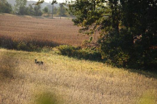 25 Pieces of Deer Hunting Advice You Wish You Knew Years Ago - Wide ...