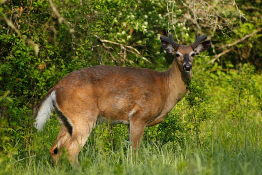 10 Whitetail Deer Facts That Hunters Really Need to Know - Wide Open Spaces