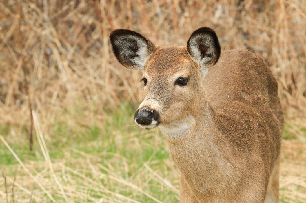10 Whitetail Deer Facts That Hunters Really Need to Know - Wide Open Spaces