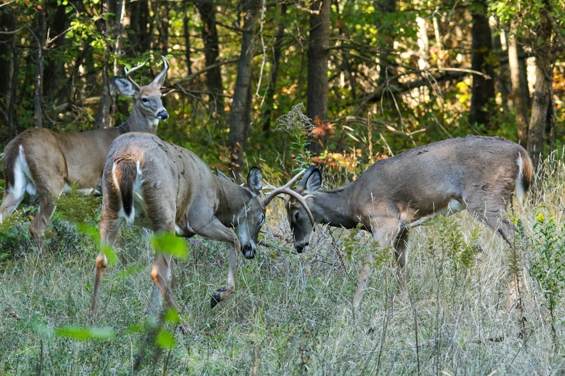 10 Whitetail Deer Facts That Hunters Really Need to Know - Wide Open Spaces