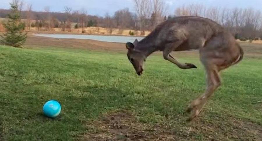 Young Deer Has the Time of Its Life Playing With a Ball - Wide Open Spaces