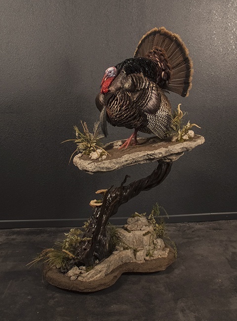 Check Out These 10 Cool Ideas for Turkey Mounts - Wide Open Spaces