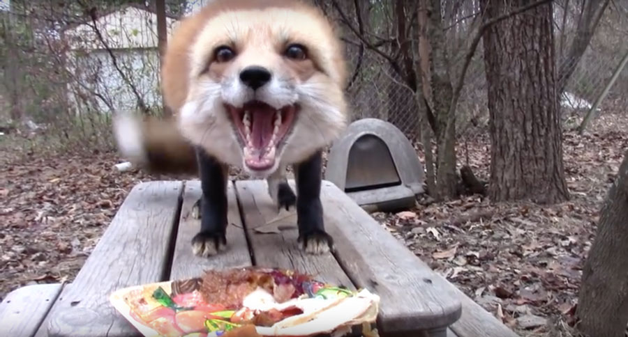 Red Fox Enjoys a Full Thanksgiving Meal - Wide Open Spaces