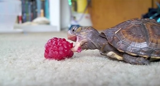 What Do Pet Turtles Eat? 3 Solid Meals for Your Reptilian Friend