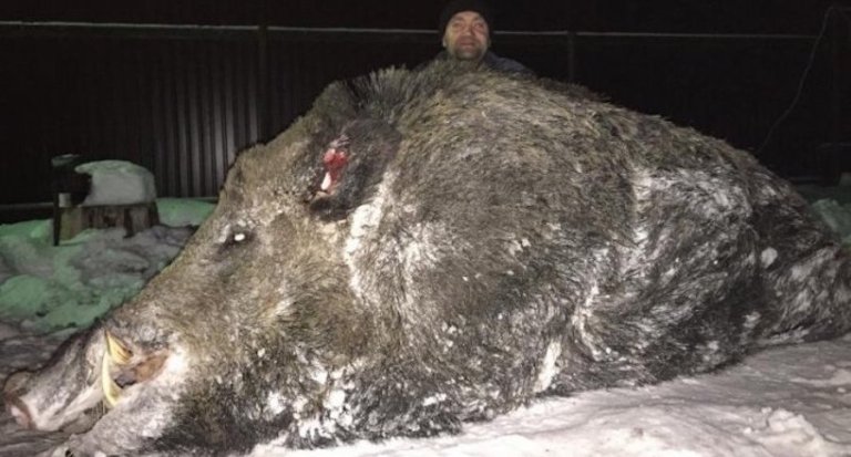 'King Kong Hog' from Russia Makes 'Hogzilla' Look Like a Baby - Wide ...