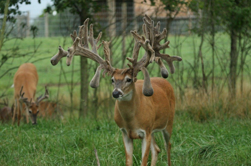 What Are Your Thoughts on These 10 Massive Farm-Raised Deer? - Wide ...