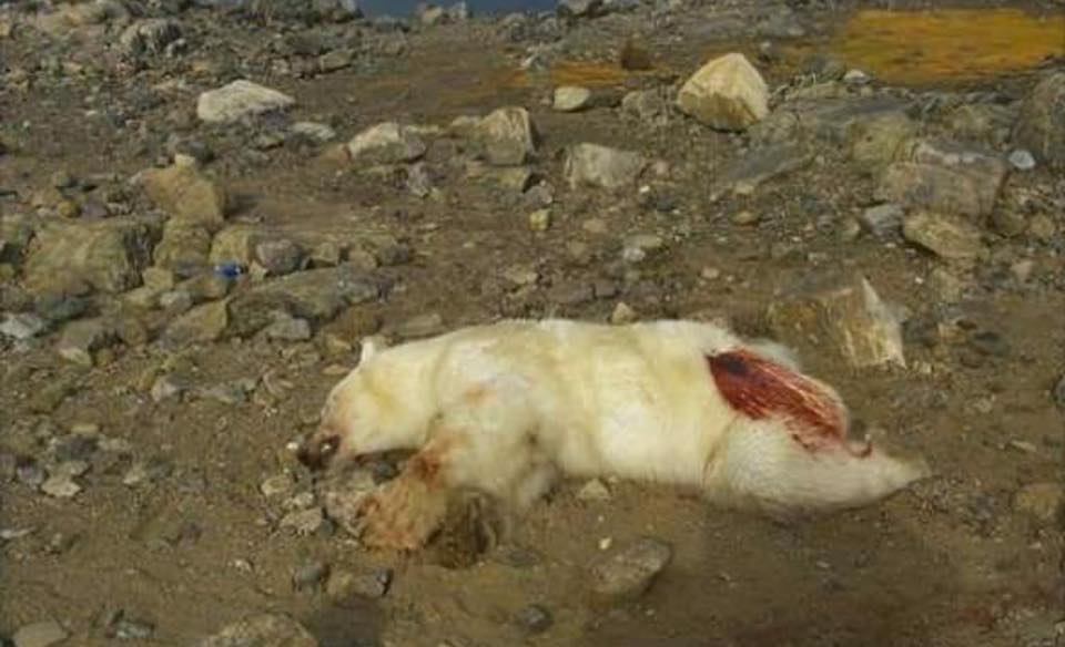 GRAPHIC: Polar Bear Brutally Attacks Inuit Man - Wide Open Spaces