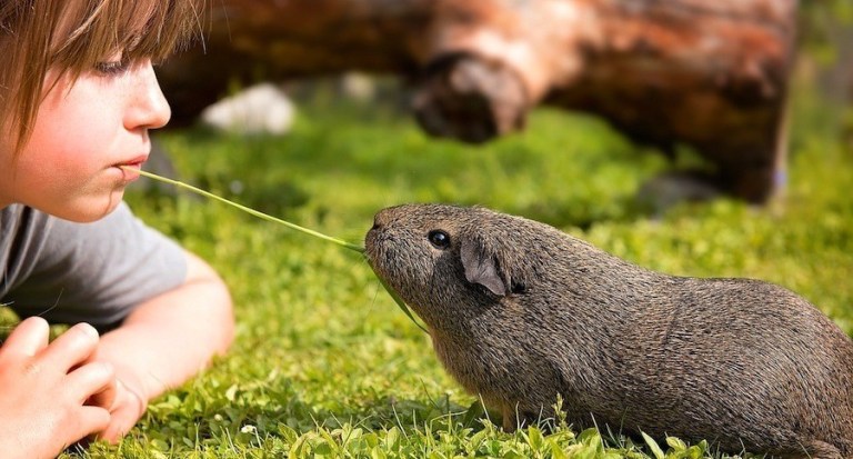 Guinea Pig Sounds: What Are They Trying to Tell You?
