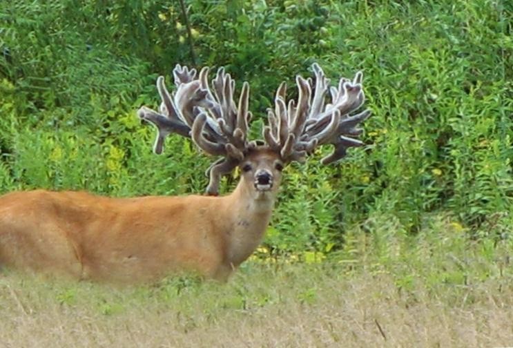 What Are Your Thoughts on These 10 Massive Farm-Raised Deer? - Wide ...