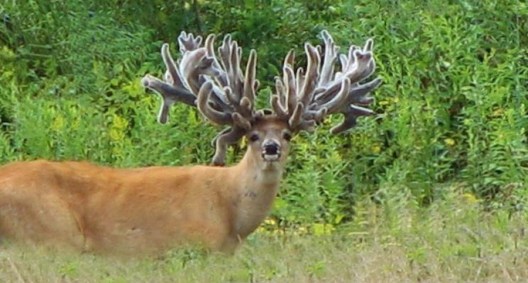 What Are Your Thoughts on These 10 Massive Farm-Raised Deer? - Wide ...