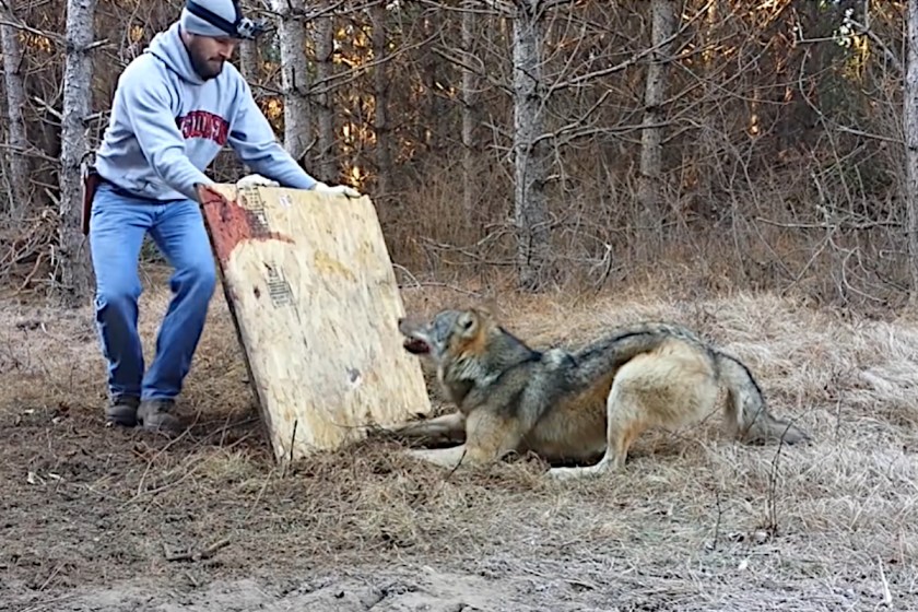Wisconsin Trapper Releases Timber Wolf by Hand