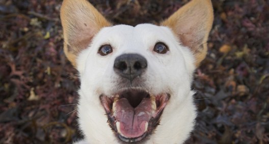 11 Dog Puns That Are Really Ruff on the Ears