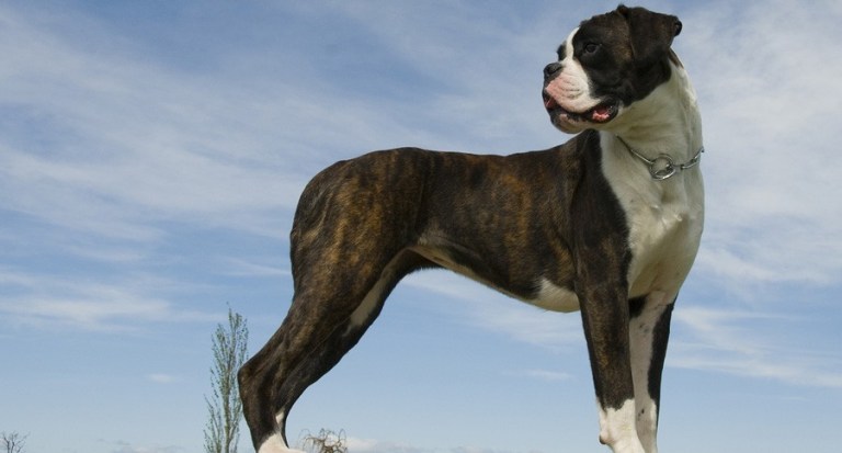 Boxers: Facts and History of This Beloved Dog Breed