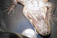 Alligator Lunges and Snaps at Zipliner Crossing Over Florida Lake ...