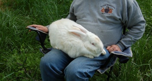 Flemish Giant Rabbits: Everything You Need to Know