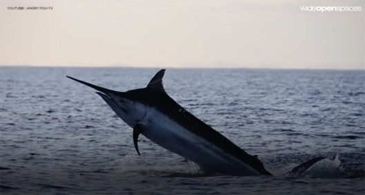 Remember the Marlin That Reportedly Killed a Woman? - Wide Open Spaces