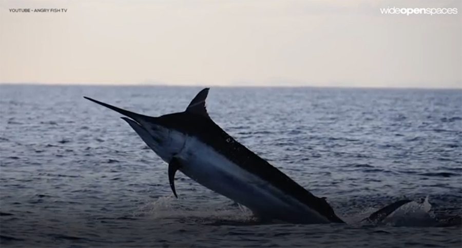 Remember the Marlin That Reportedly Killed a Woman? - Wide Open Spaces