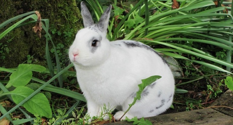 Netherland Dwarf Rabbit: Everything You Need to Know About the Breed