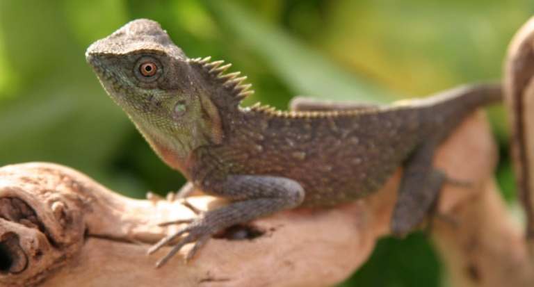 Mountain Horned Lizards: Everything You Need to Know