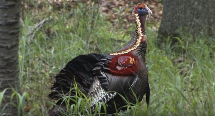 Turkey Anatomy Lesson to Ensure Clean Bow Kills