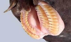 Can You Identify These Animals By Looking at Their Teeth? - Wide Open ...