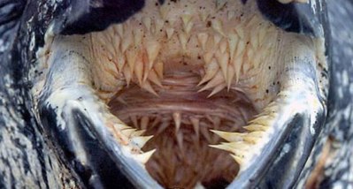 Can You Identify These Animals By Looking at Their Teeth? - Wide Open ...