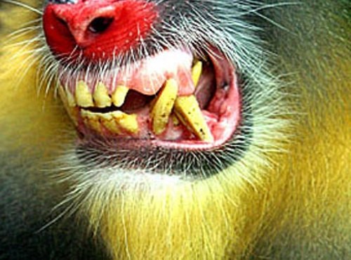 Can You Identify These Animals By Looking at Their Teeth? - Wide Open ...