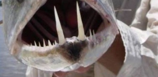 Can You Identify These Animals By Looking at Their Teeth? - Wide Open ...