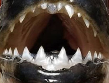 Can You Identify These Animals By Looking at Their Teeth? - Wide Open ...