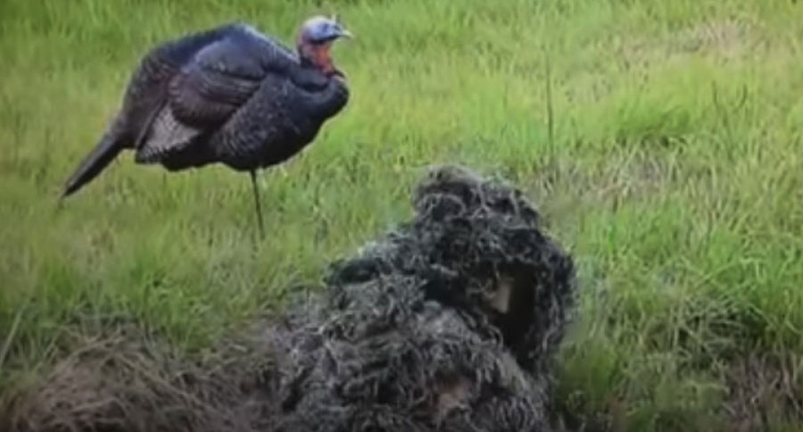 Can You Catch a Turkey with Your Bare Hands?