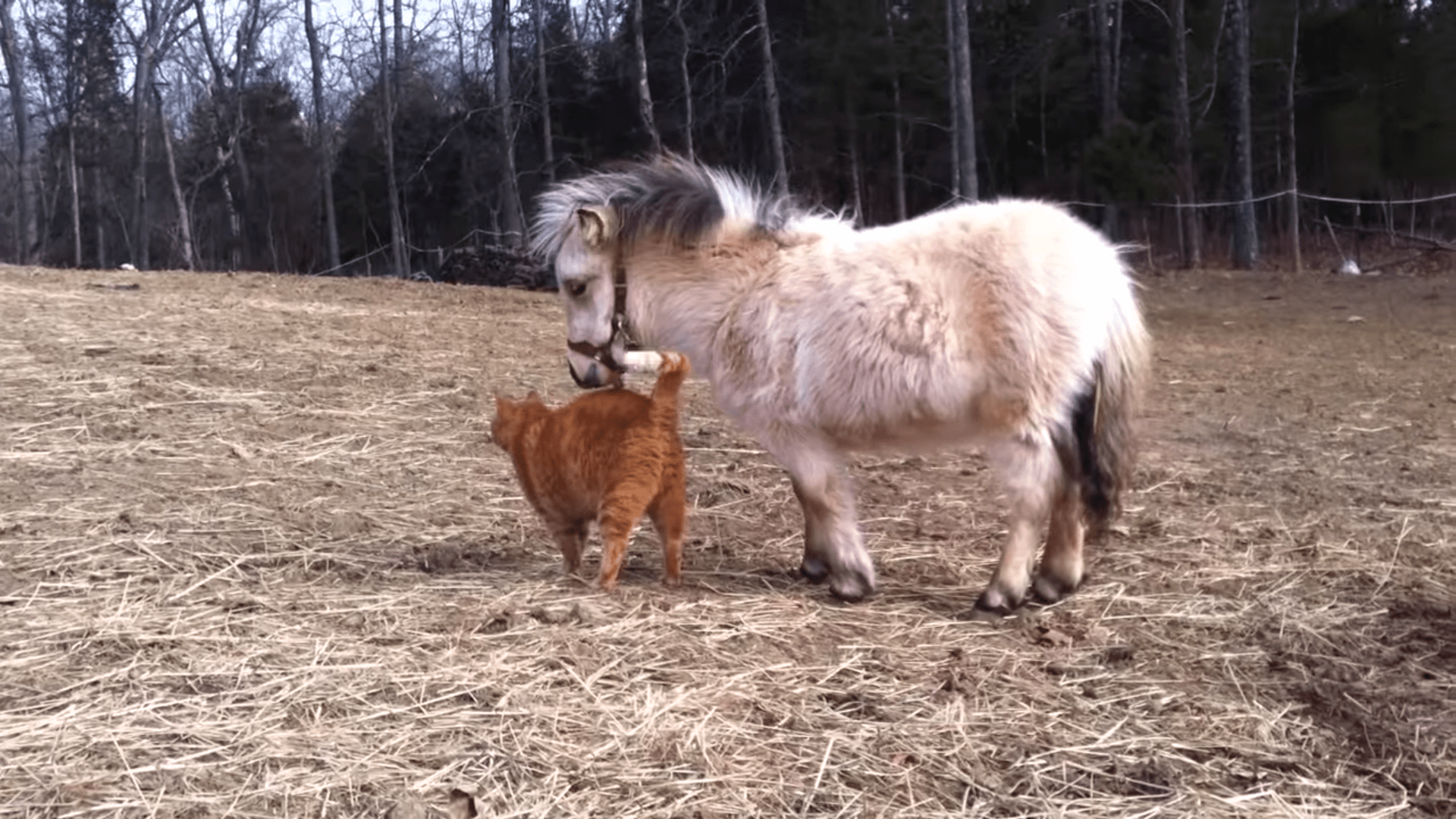 Fat Cat and Mini Horse Go Together Like Peanut Butter and Jelly