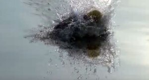 60 Explosive Topwater Bass Strikes in Under 5 minutes