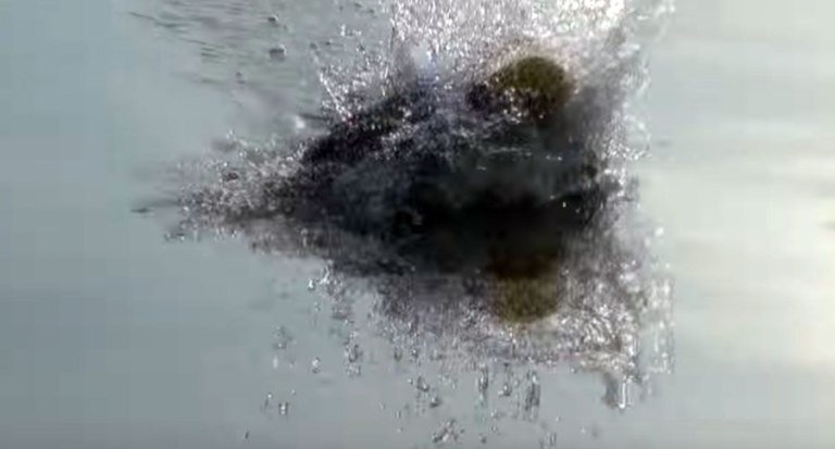 60 Explosive Topwater Bass Strikes in Under 5 minutes