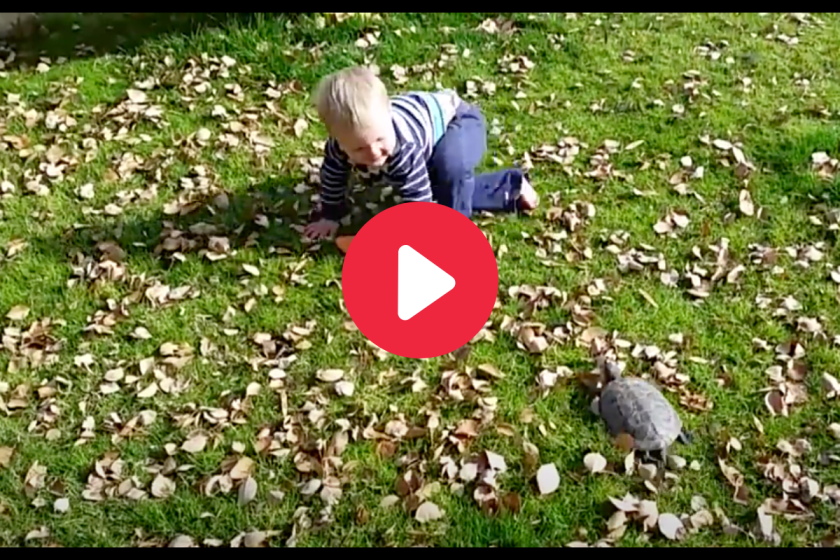 Turtle Pursues Baby in High-Speed, High-Stakes Chase [VIDEO]