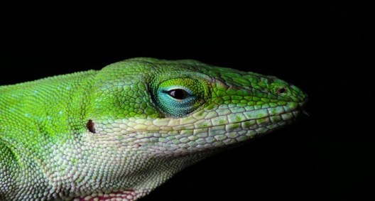 The Anole: Everything You Need to Know About These Little Lizards