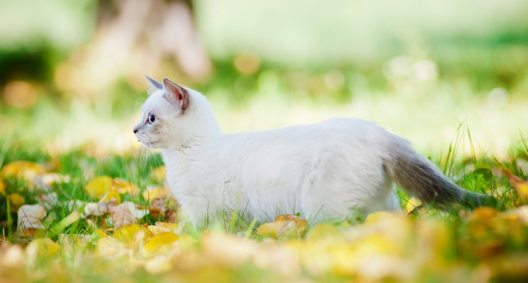 Munchkin Cats: Everything You Need to Know About the Breed