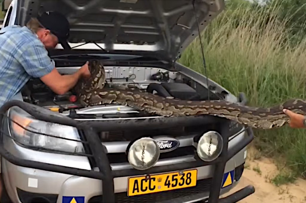 Remember the 23-Foot Python Snake That Swallowed a Woman Whole? - Wide ...