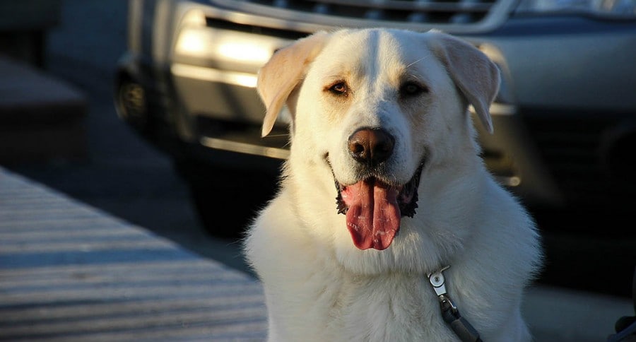 15 Smartest Dog Breeds - Get to Know the Most Intelligent Dogs
