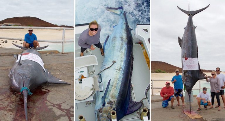 Fishing for Marlin? Here's the Record to Beat, and the Lady Behind It ...
