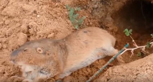 Fishing for Backyard Gophers Doesn't Require Water - Wide Open Spaces