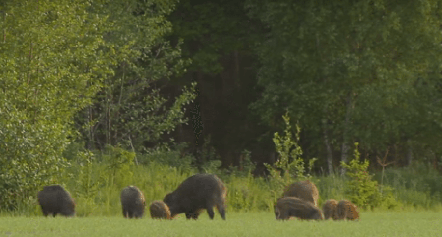 Why Feral Hogs Are a Deer Hunter's Biggest Competition
