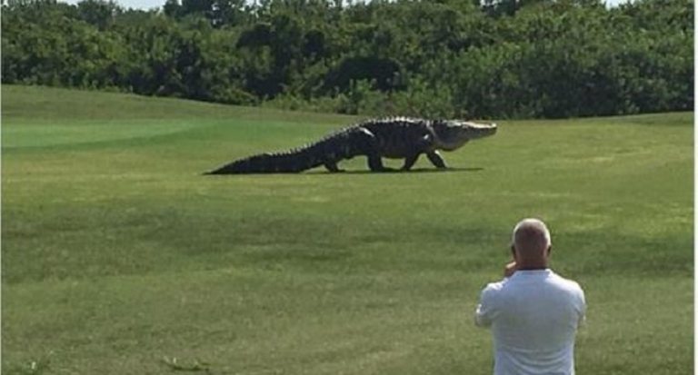 Florida Alligator Gets a Violent Stomping From Angry Wild Horse - Wide ...