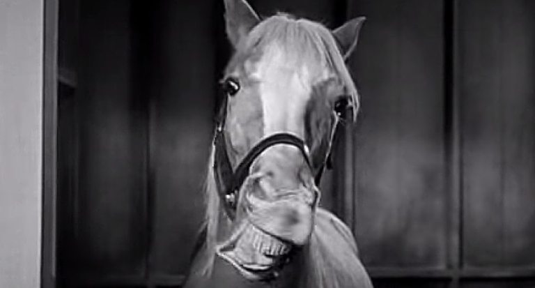Mr. Ed, The Talking Horse: Hollywood Secrets You Never Knew