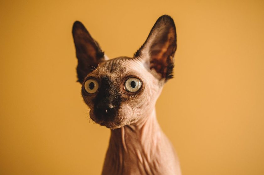 Sphynx Cats: Everything You Need to Know About These Hairless Cats