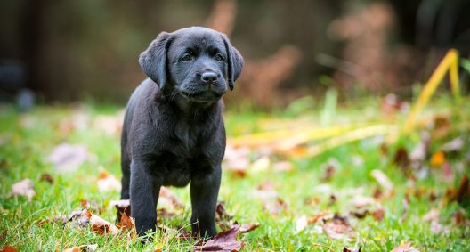 Breed-Specific Keys to Finding the Perfect Hunting Dog - Wide Open Spaces