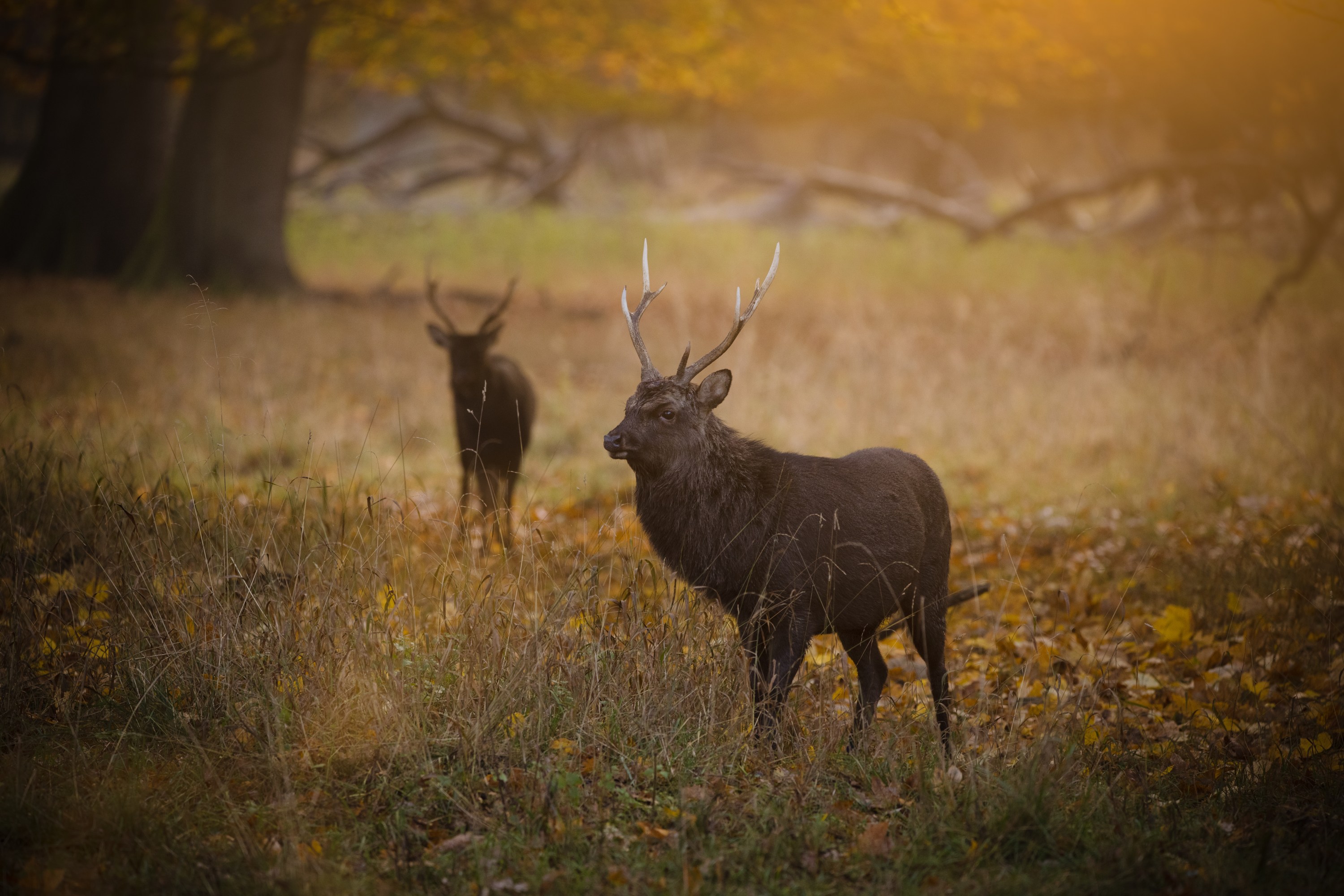 5 Species That You Thought Were Native, But Aren't